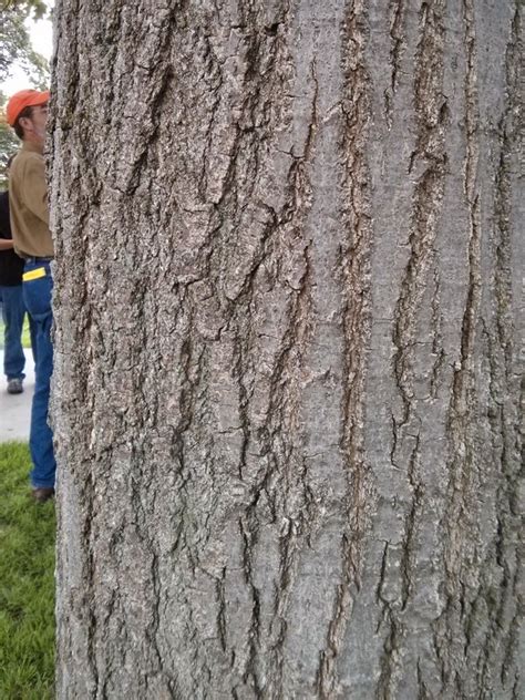 Northern Red Oak Tree Treks