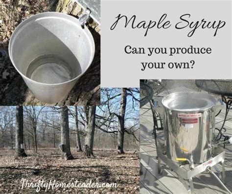 Maple Syrup Can You Produce Your Own
