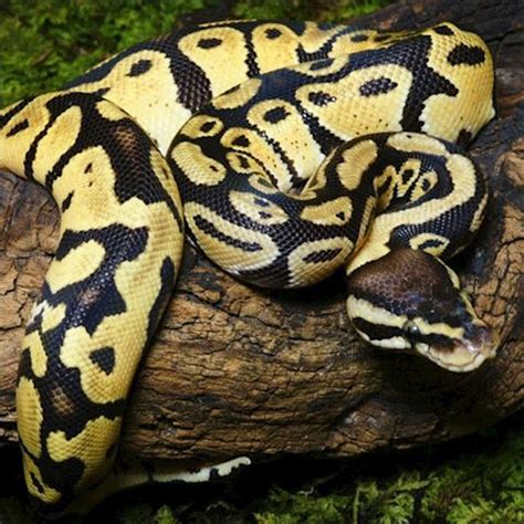 Ball Python Pastel Juvenile Python Regius Massasauga Imports