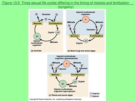 Bellringer In Humans Pointed Eyebrows B Are Dominant Over Smooth Eyebrows B Marys Father