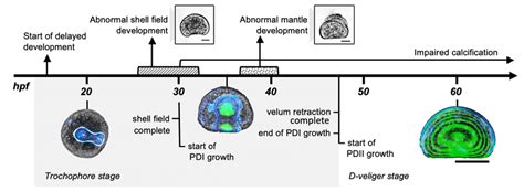 Ocean Acidification Impacts On Early Larval Development Download Scientific Diagram
