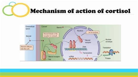 Cortisol Synthesis Regulation Physiological Actions Disorders I