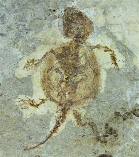 Ordosemys Turtle Fossil