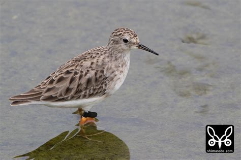 田んぼでシギチドリ2017年10月17日野鳥情報一覧 沖縄本島八重山石垣島西表島竹富島などで野鳥撮影バードウォッチング