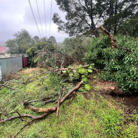 Tree Clearing In Ballarat Rapid Tree Solutions