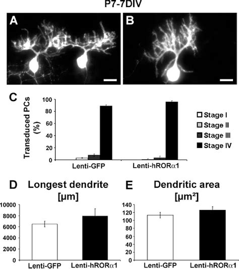 Figure 4 From Retinoid Related Orphan Receptor α Controls The Early