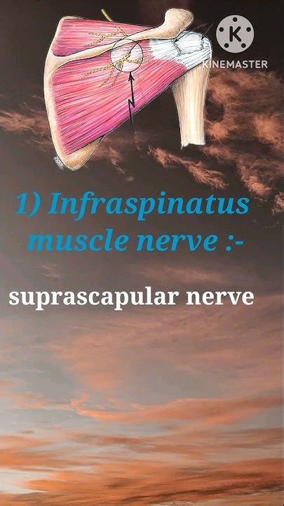 Infraspinatus Infraspinatus Muscle Nerve And Actions Video