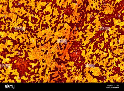 Simple Squamous Epithelium Optical Microscope X100 Stock Photo Alamy