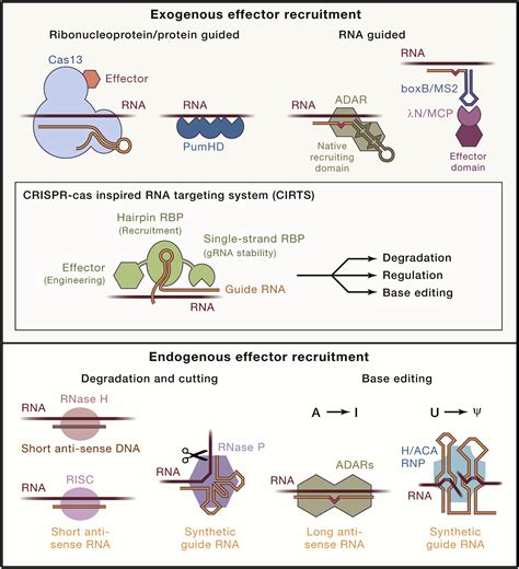 Humanizing Transcriptome Engineering Cell