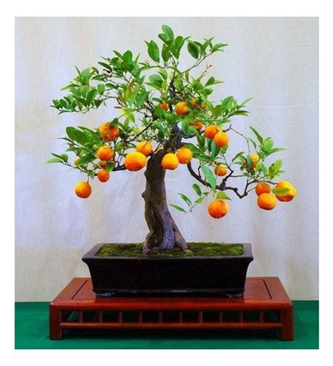 Мандариновое дерево в интерьере 74 фото картинки Newphoto Club