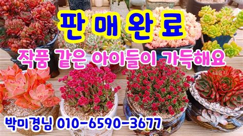 230530📍박미경님 월셔철화 아르제 레드클라우스철화 수미미티 파스텔철화 핑크플로라 레몬로즈금 실크베일 Youtube