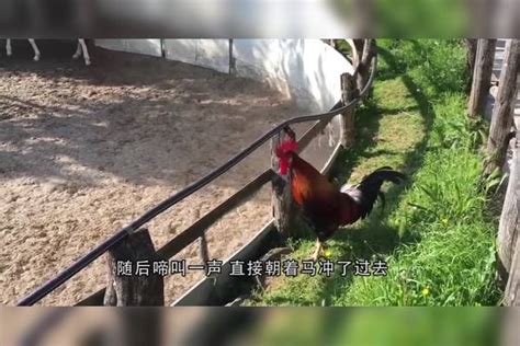 公鸡潜入马圈中挑衅马儿马儿吓得慌不择路直接摔倒在地 挑衅 公鸡