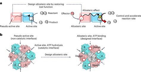 Strategy For Designing Allosteric Sites In Protein Complexes A Download Scientific Diagram