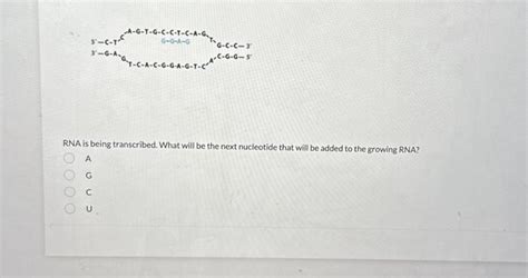 Solved Rna Is Being Transcribed What Will Be The Next