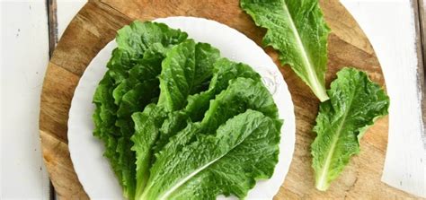 쌈채소 효능 종류 쌈채소 추천 베스트 10 라비다포어스