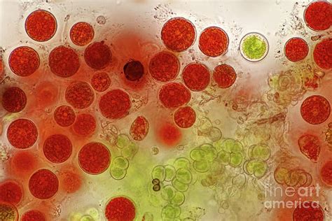 Haematococcus Art Fine Art America