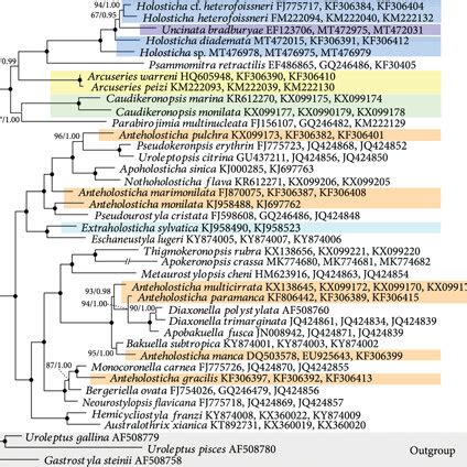Maximum Likelihood ML And Bayesian Inference BI Phylogenetic Trees