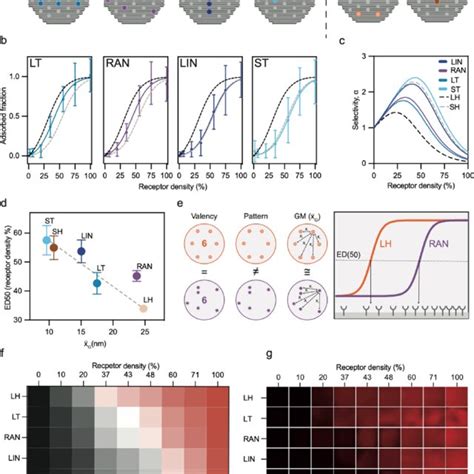 Mpr A Pattern Library Of Hexavalent Dna Disks With Varying Geometry Download Scientific