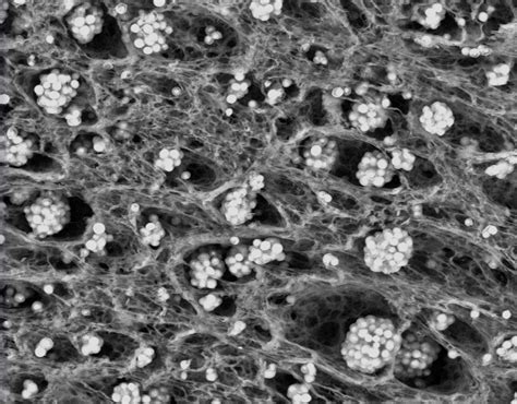 Microorganisms In Drinking Water