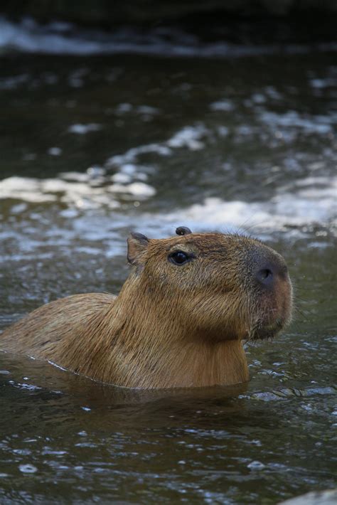 The Incredible Capybara Adaptations To Survive In The Tropical