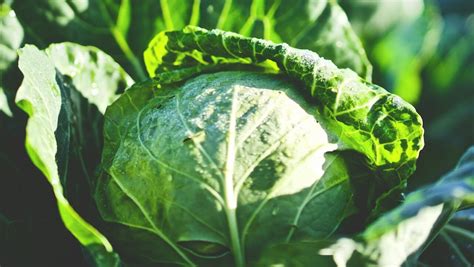 Коли садити капусту у відкритий ґрунт сприятливі дні у 2023 році Читайте на Ukr Net