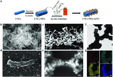 A Schematic Representation Of The Fabrication Of The Cncs Pda Nzvi