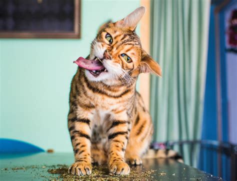 I Take Photos Of Cats High On Catnip And Its Sooo Much Fun 19 Pics Bored Panda