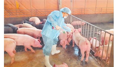 日傳豬瘟 相關肉品禁止入台 翻爆 翻報