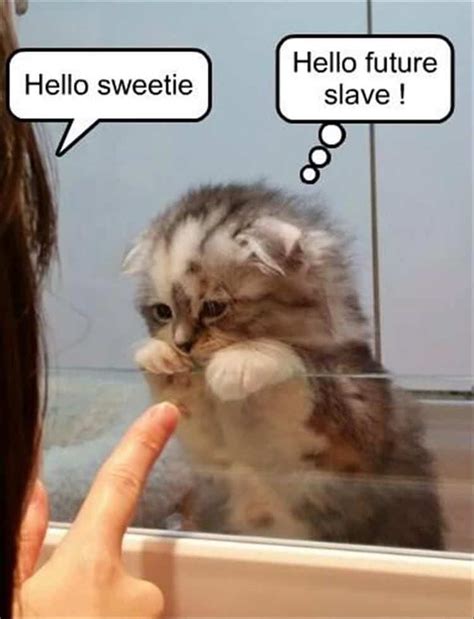 35 Adorable Kitten Memes That Will Cheer You Up Lol Cats