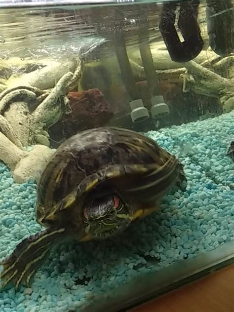 Intermission Turtle Album On Imgur