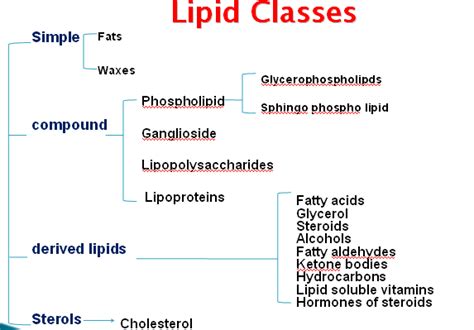 Lipid Metabolism HowMed