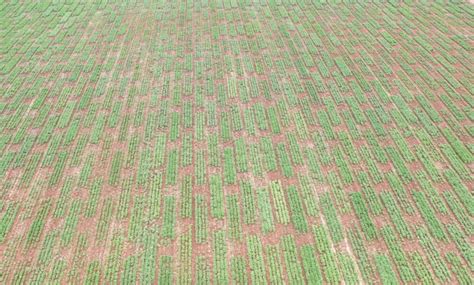 Official Variety Test Soybean Variety Selection Nc State Extension