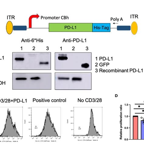 Pd L1 Gene Expression And Function In Vitro A Schematic Diagram Of Download Scientific