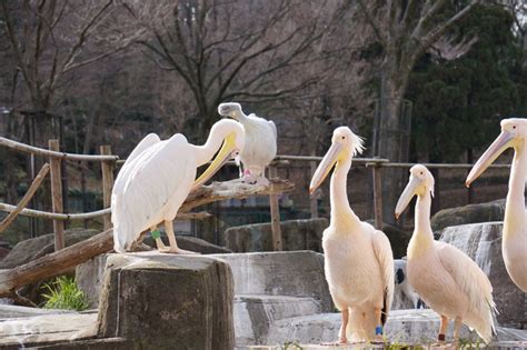 モモイロペリカン 鳥ーズ鳥リスト
