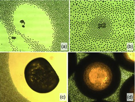 Voids Free Of Particles In A Bilayer System A 565 × 420 μm2 And Download Scientific Diagram