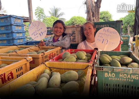 กรมการค้าภายใน ชี้ผลลุยซื้อมะม่วง พิจิตร พิษณุโลก ต้นฤดู ช่วยดันราคาสูง