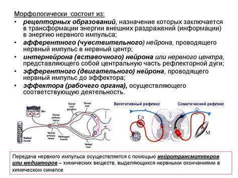 Регуляция физиологических функций - презентация онлайн