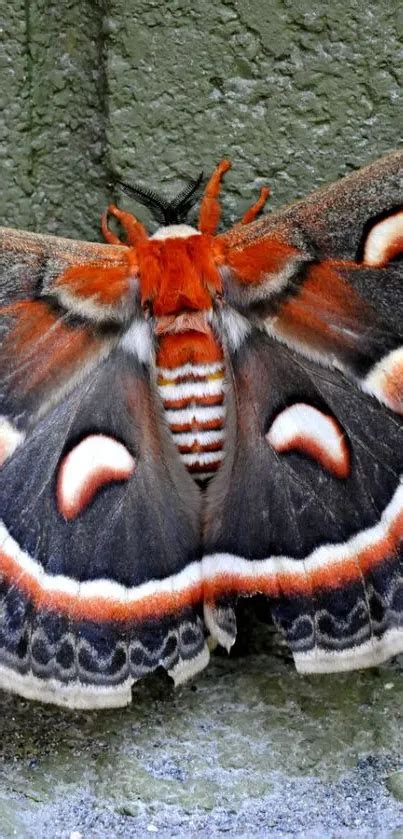 Vibrant Moth Close Up Wallpaper Free Download