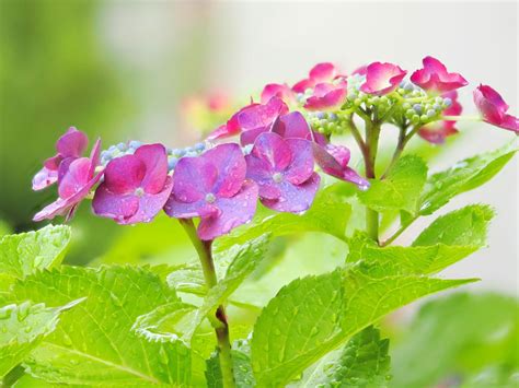 紫陽花 2024 19 GANREF