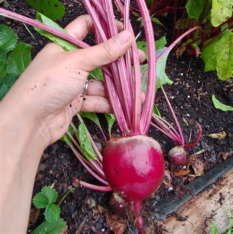 Sc Homegrown Gardens