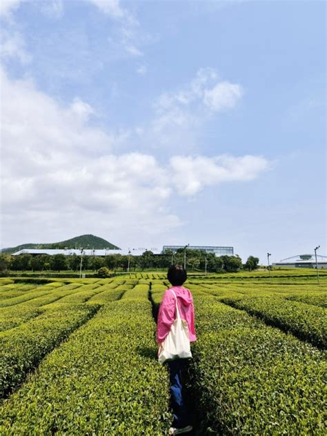 제주 오설록 티뮤지엄 카페 입장료 서귀포 놀거리 네이버 블로그