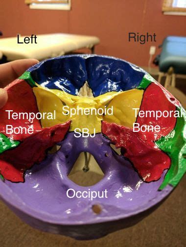 Pathology Of The Right Tmcc Pattern Pri Trainer