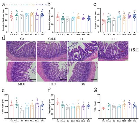 Effect Of Lutein On The Small Intestine Tissue Length Of The Duodenum Download Scientific