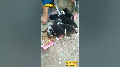 به نام‌ایزد یکتا که مهربانی را در ما آموخت، مهربانی به حیوانات شهری ما