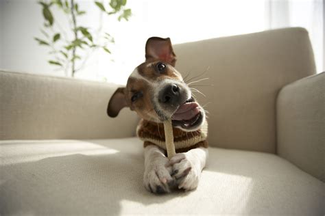 What Dogs Chew The Most