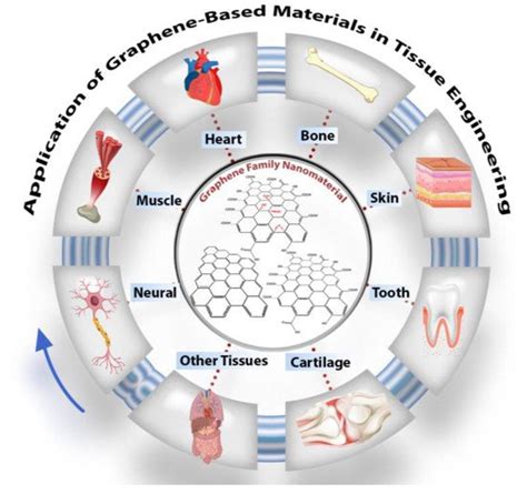 Graphene Oxide And Biological Properties Encyclopedia Mdpi
