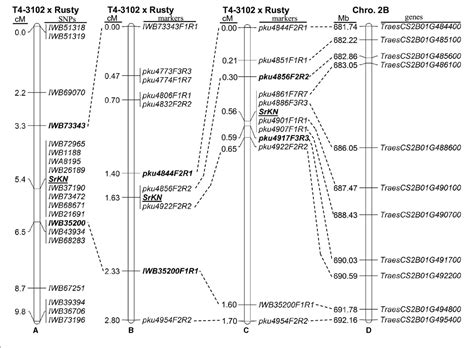 Figure 2 From Mapping And Characterization Of A Wheat Stem Rust