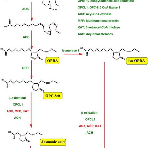 Natural Pyrethrins A Names And Chemical Structures Of Various Natural