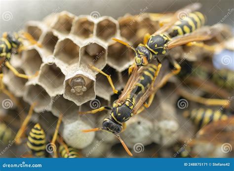 European Wasp Vespula Germanica Building A Nest To Start A New Colony