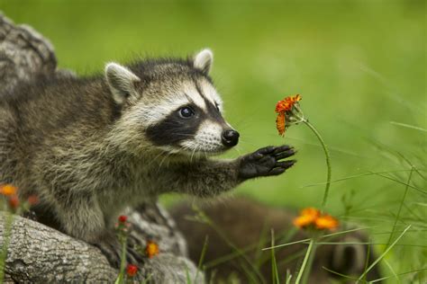 [100 ] Cute Raccoon Pictures